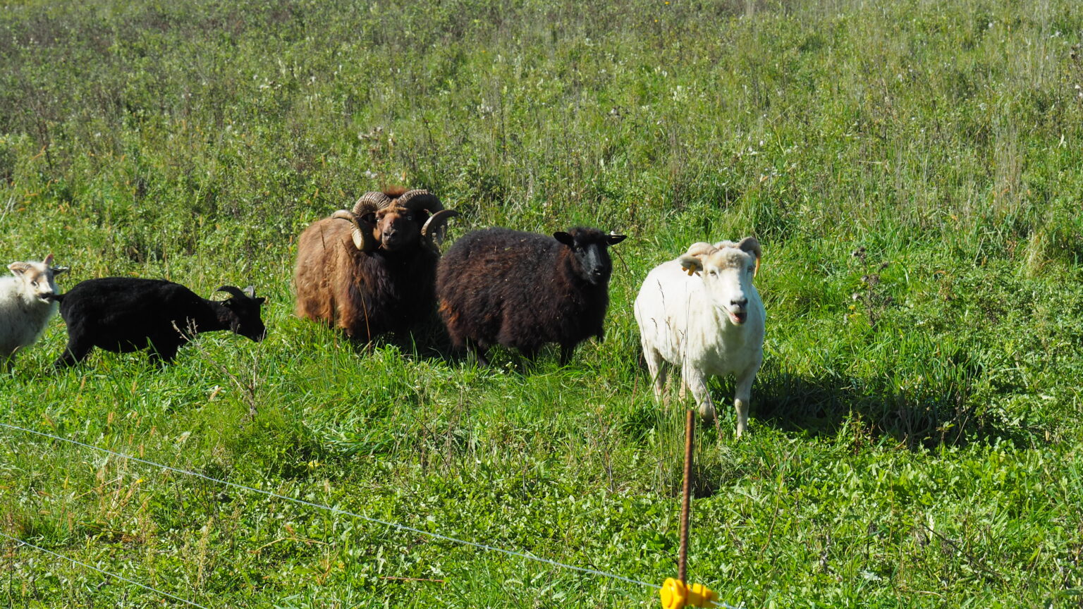Get Bentz Farm - Cannon Valley Grown